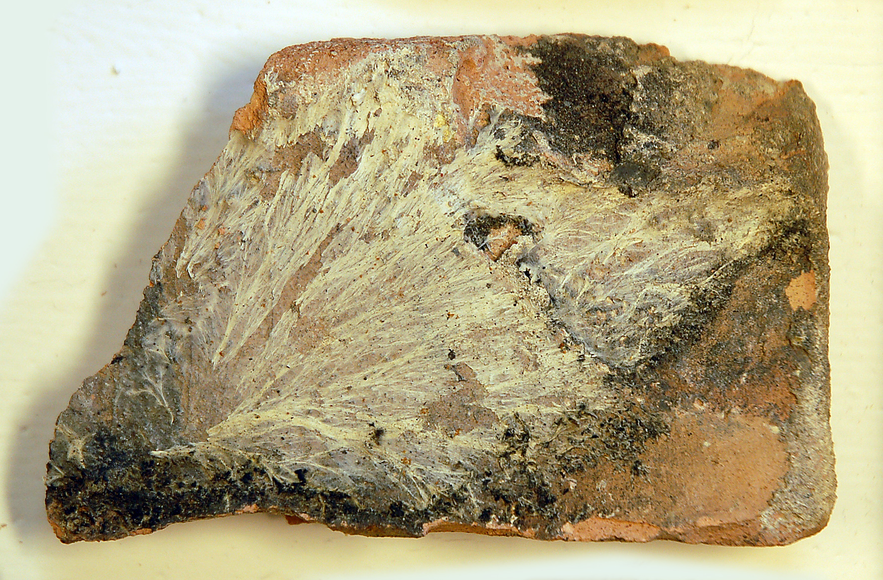 Comment savoir si c'est la mérule et comment l'éliminer ? | Humihouse